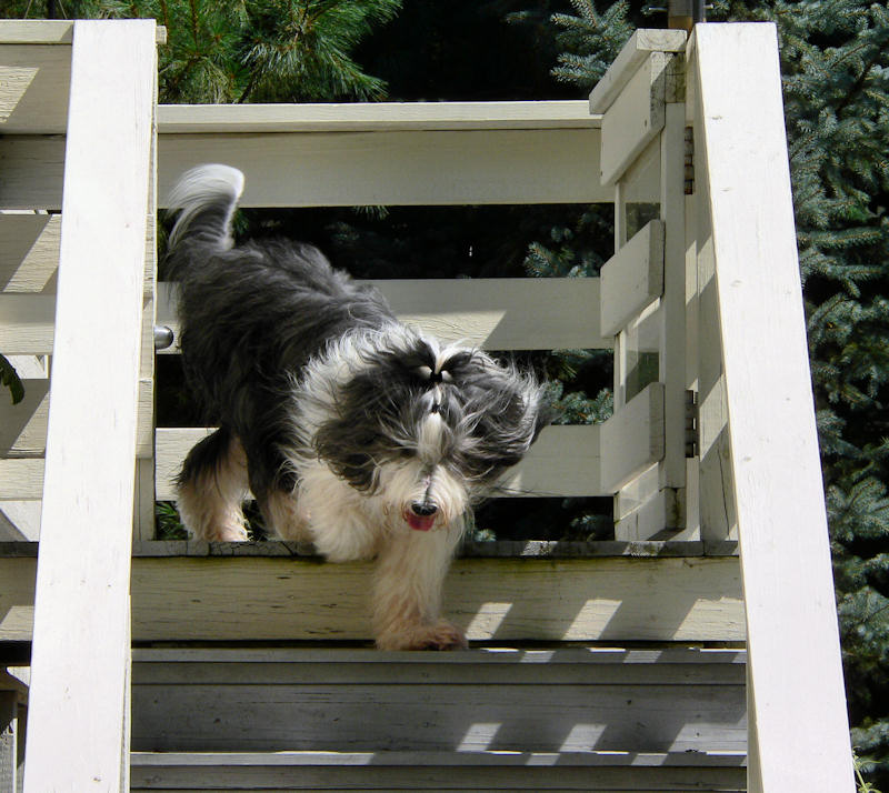 Dewey's Bearded Collie Page